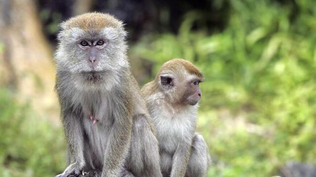 Cambodian acquitted of smuggling rare monkeys to Miami | Miami Herald