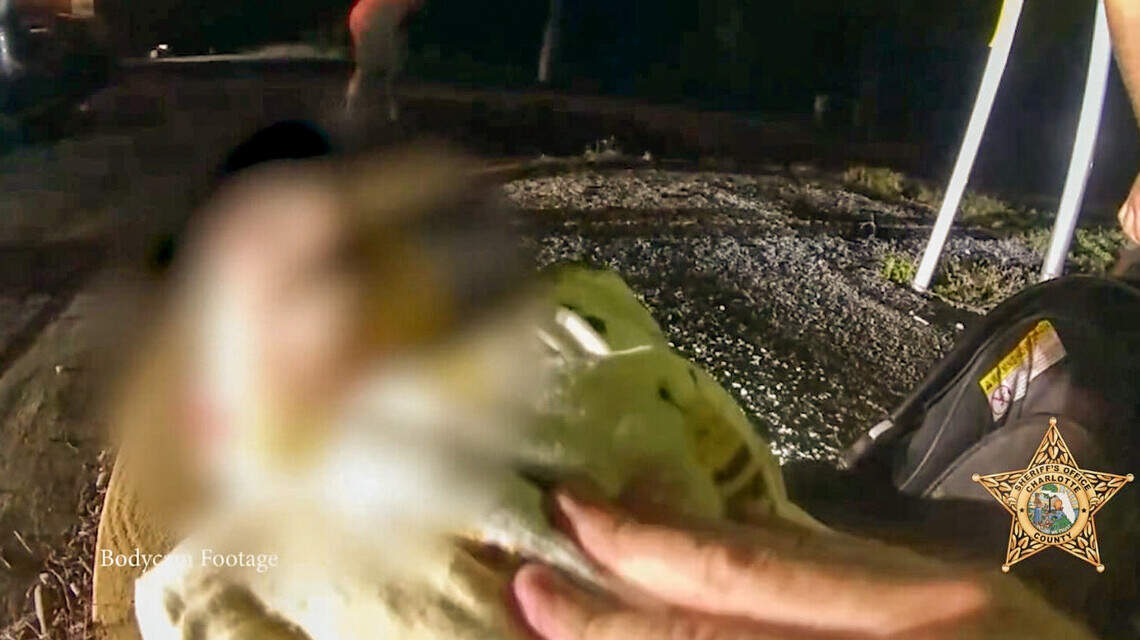 Video: Policía de Florida salva a bebé tras choque de moto | El Nuevo ...