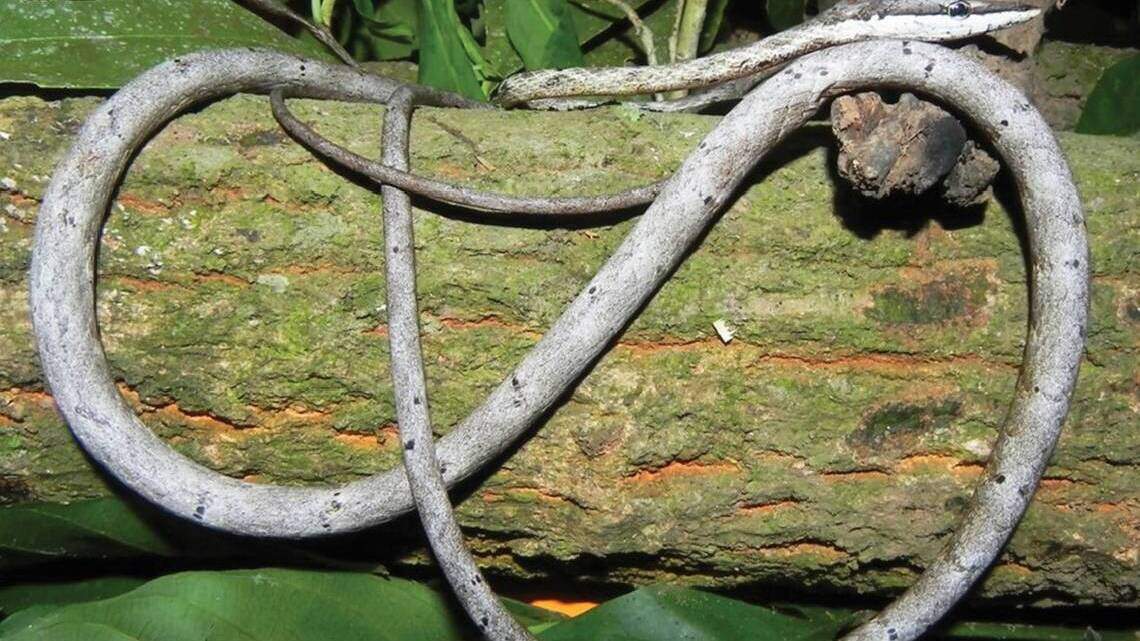 Aparece nueva especie de serpiente en las selvas de Bolivia | El Nuevo ...