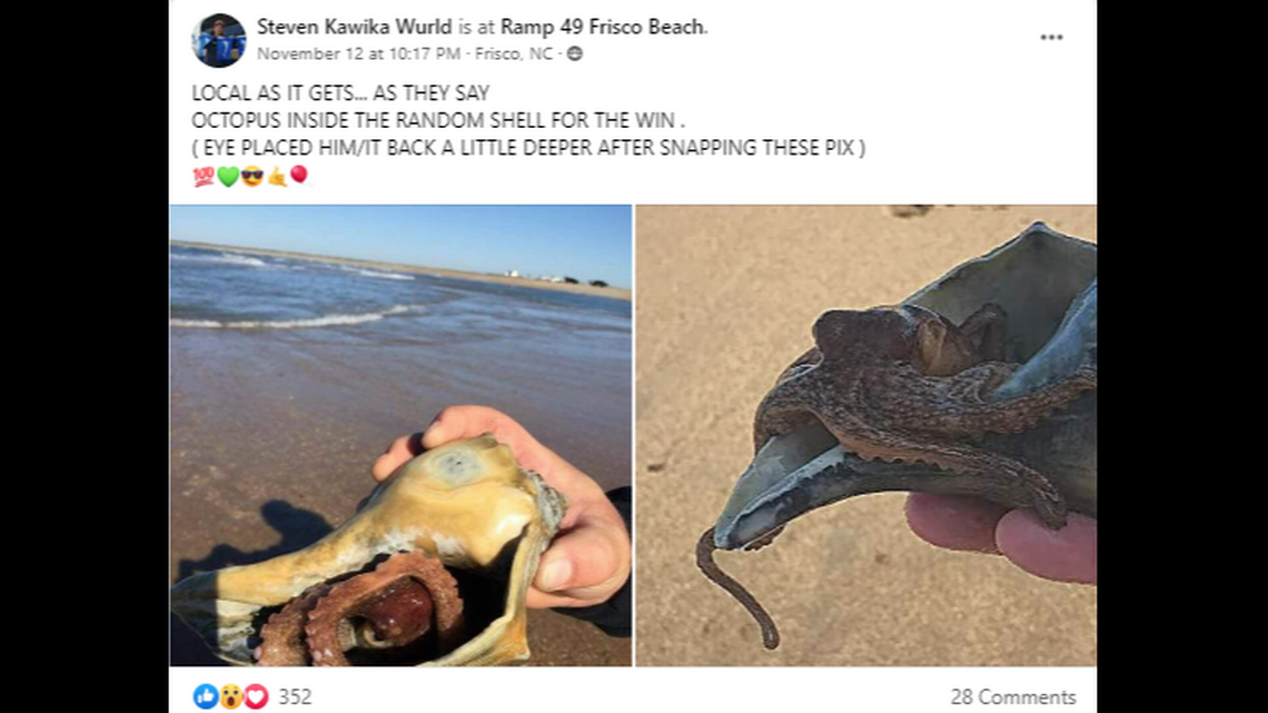 Pulpo que quedó grabado en video en Outer Banks era una criatura pocas ...