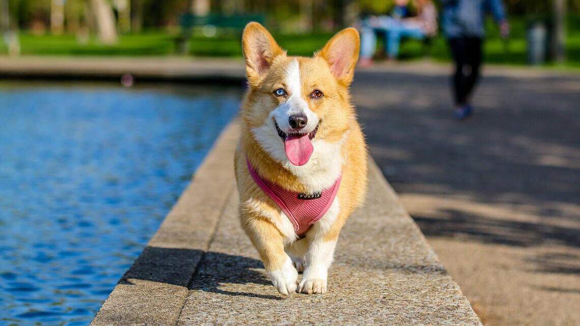 Aquí una llista de los mejores parques para perros en Miami | El Nuevo ...