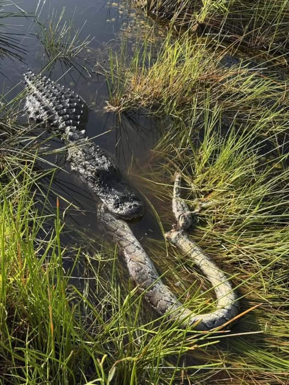 Vultures prey on Burmese python eggs in Florida Everglades | Miami Herald