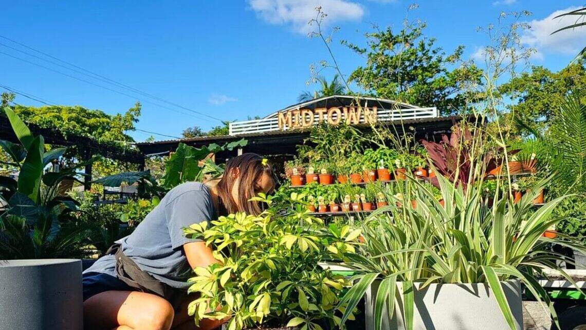 Los 5 mejores viveros de plantas de Miami | El Nuevo Herald