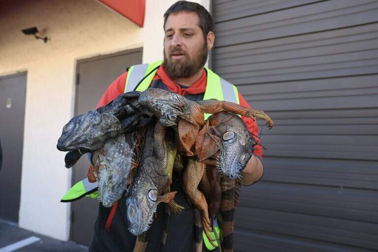 Florida cold snap sparks mass collection of invasive green iguanas ...