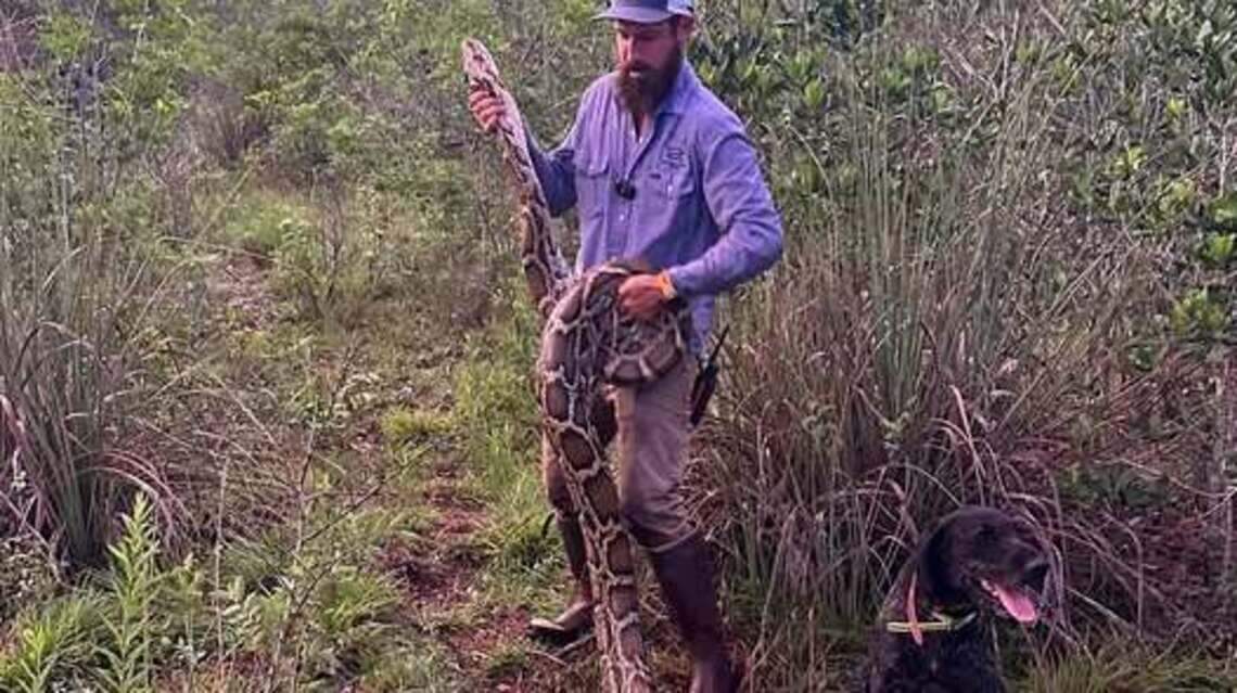 Muere Otto, el perro héroe que cazaba pitones en Florida | El Nuevo Herald