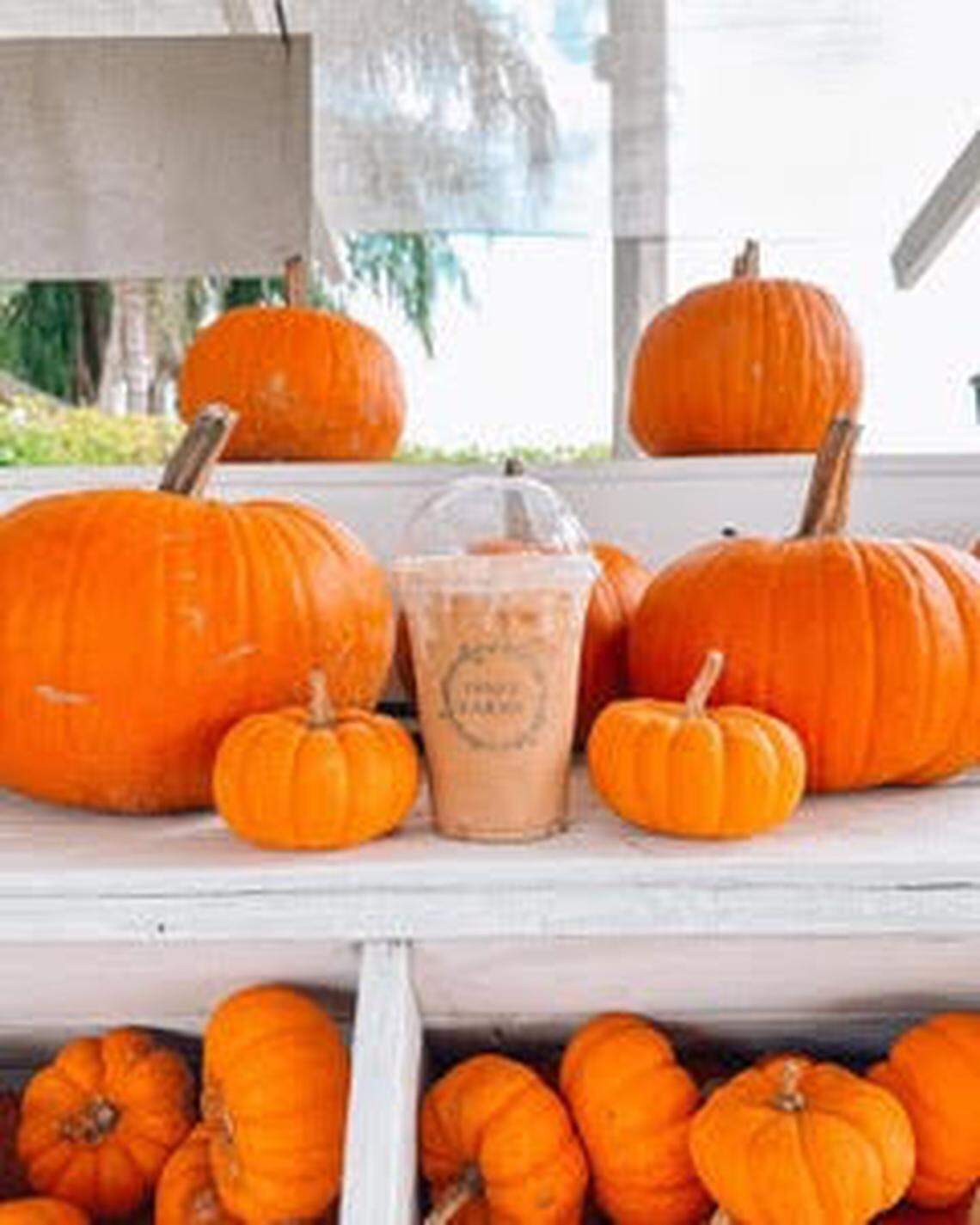Mejores huertos de calabazas para celebrar el otoño en Miami | El Nuevo ...