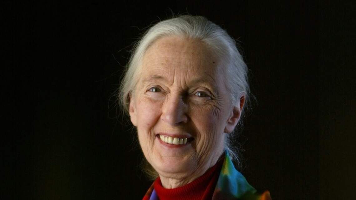 Muere Jane Goodall, pionera del estudio de los chimpancés | El Nuevo Herald